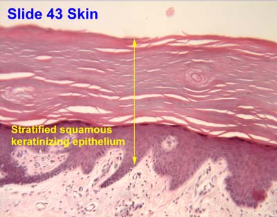 Histology Slides Database Stratified Squamous Keratinized Histology